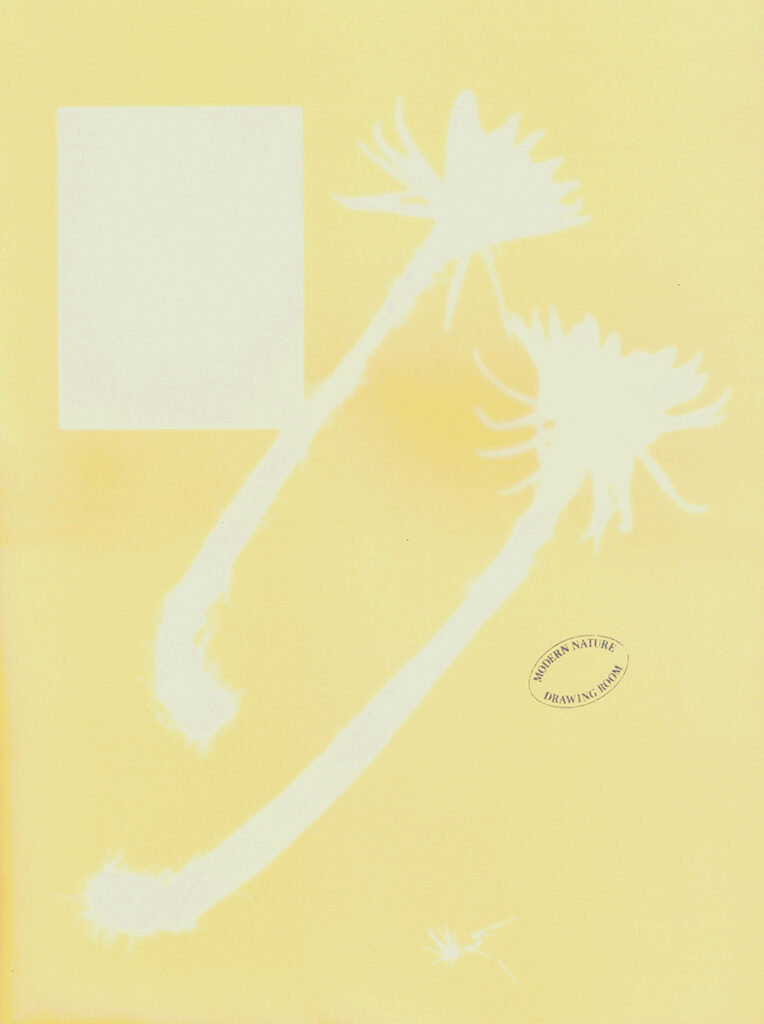Modern Nature Catalogue - Drawing Room